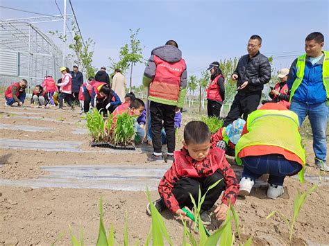 耕读园系列6 菜苗移栽