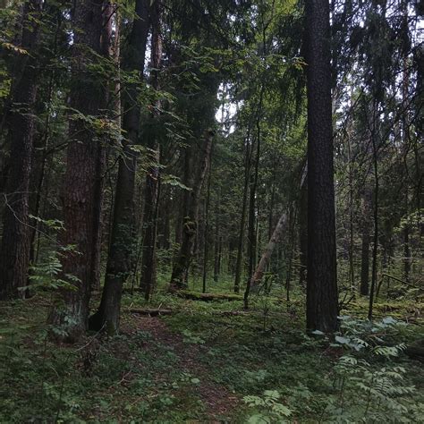 Forest Nature Photography Green Aesthetic