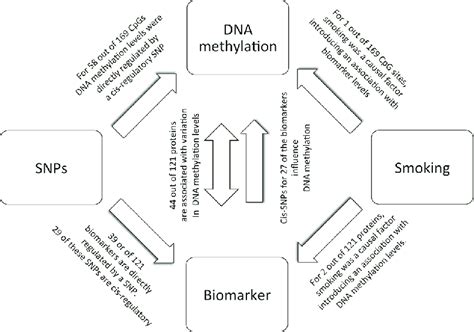 A Directed Acyclic Graph Of The Causal Inference X And Y Are Two