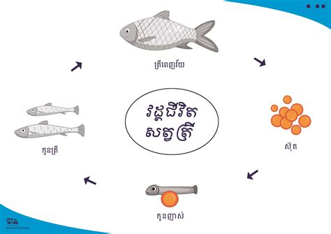 វដ្តជីវិតសត្វត្រី Rermork Digital Library Staging