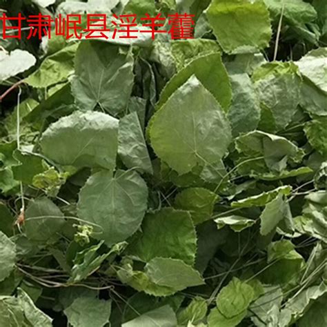 淫羊藿淫羊藿叶淫羊藿茶泡茶100克可以搭配苁蓉锁阳 虎窝淘