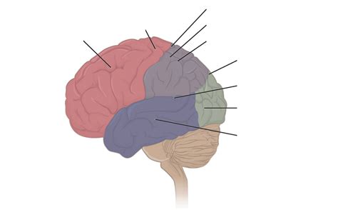 Lobes Of Cerebral Cortex Diagram Quizlet
