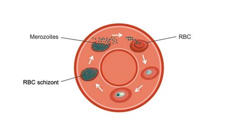 Plasmodium Malariae Diagram