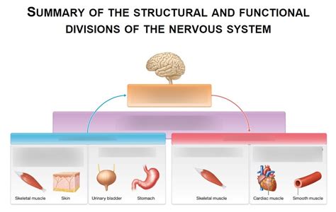 Divisions Of Nervous System Diagram Diagram Quizlet
