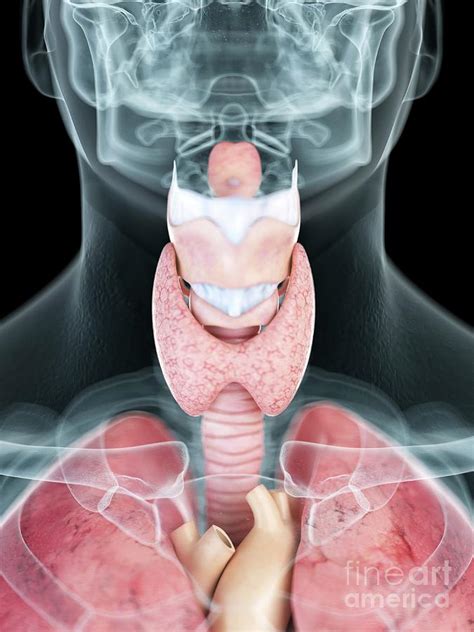 Illustration Of A Mans Throat Anatomy 3 Photograph By Science Photo