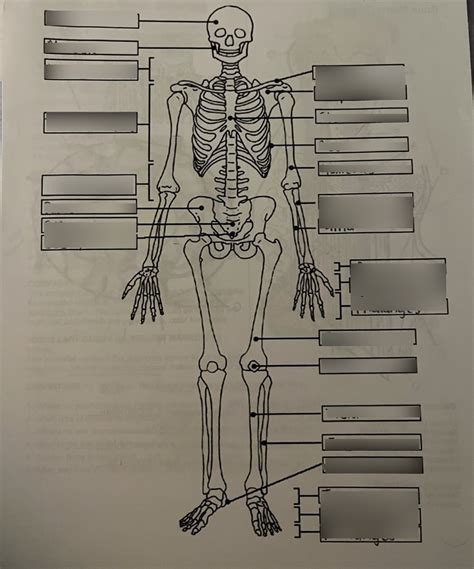 Skeletal System Diagram Quizlet