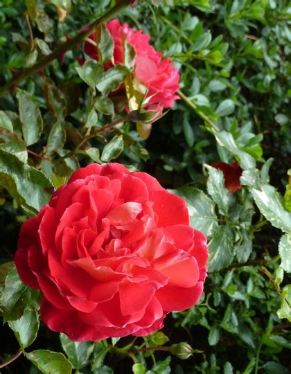 September Surprises : Grows on You