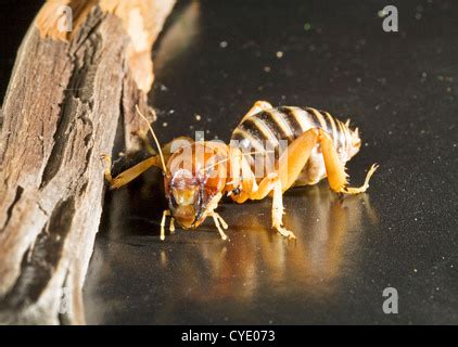 Potato Bugs In California