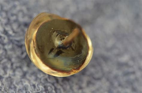 Button 2 Popper Cap Wider Than Base Popper Silver Rings Swirls