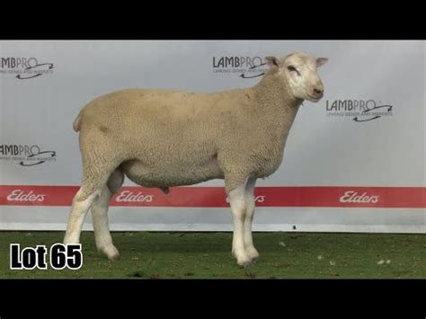 Lot 065 Youtube