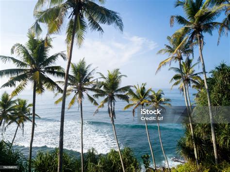 해변에서 코코넛 나무의 조감도와 물에서 서핑 서퍼 스리랑카 0명에 대한 스톡 사진 및 기타 이미지 0명 Mirissa