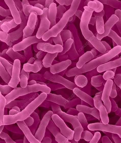 Propionibacterium Acidipropionici Sem Stock Image C032 2205 Science Photo Library