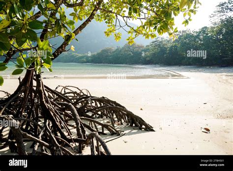 Mangrove Trees Grow Alone On The Beach Mangrove Tree In Mangrove