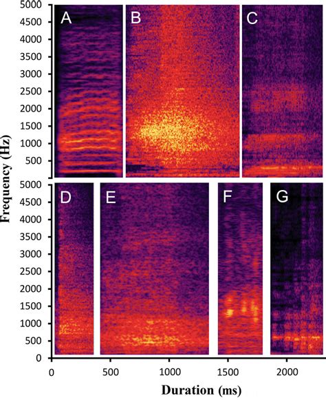 Color Online Selected Spectrograms Of Different Kinds Of Spotted Seal Download Scientific