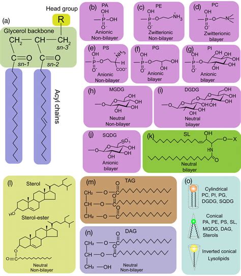 Schematic Representation Of The Chemical Structures Of Membrane Lipids Download Scientific