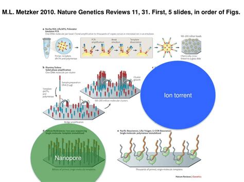 Ppt Genomics Reading Genome Sequences Assembly Of The Sequence Annotation Of The Sequence