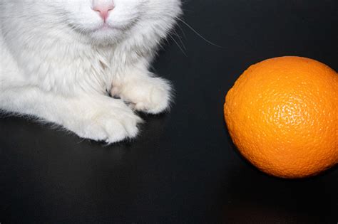 검은 색 배경에 고립 된 분홍색 코와 밝은 잘 익은 오렌지와 흰색 솜털 고양이 0명에 대한 스톡 사진 및 기타 이미지 0명 감귤 감귤류 과일 Istock