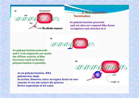 Transcription Is The Process Of Copying A Segment Of Dna Into Rna The