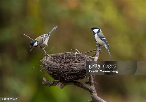 Chickadee Nesting Photos And Premium High Res Pictures Getty Images