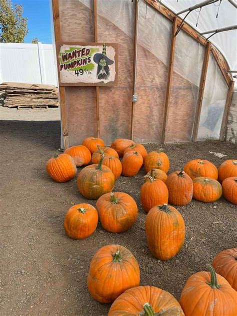Halloween Best Pumpkin Patch At Kuwaharass Pumpkin Patch Hubpages