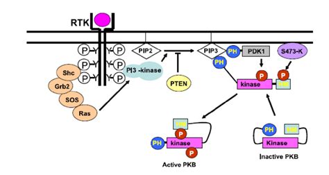 Schematic Representation Of Pkbakt Activation Hanada Et Al 2004