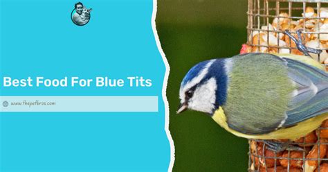 Best Food For Blue Tits Complete Feeding Guide The Petbros