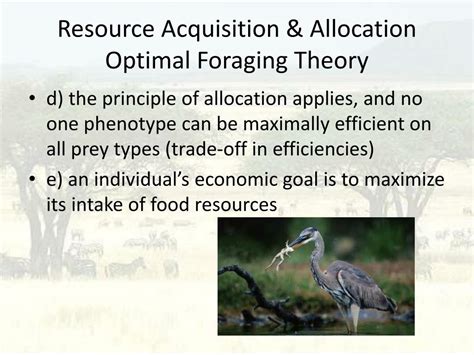 Ppt Resource Acquisition And Allocation Optimal Foraging Theory Powerpoint Presentation Id1096927