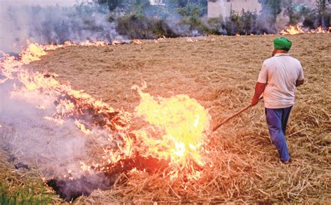 Stubble Burning Declines But Delhis Air Quality Stays Poor The Sunday Guardian Live