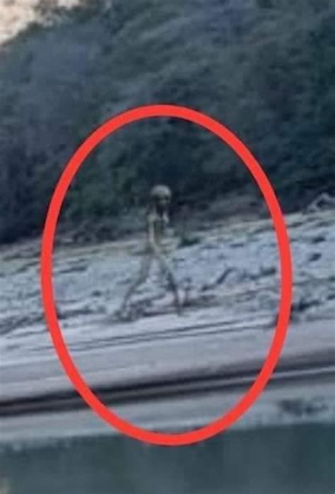 Horrifying Moment 4ft Tall See Through Alien Is Spotted Taking A