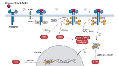 Jak Stat信号通路全面梳理：信号传导、激活与调控、主要基因、信号串扰 哔哩哔哩