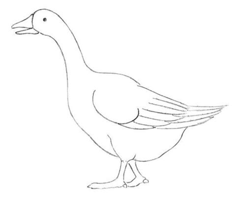 😃 Как легко нарисовать гуся карандашом поэтапно для детей и взрослых