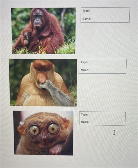 4 Part Ii Primate Identification 10 Points