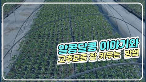 고추모종 실패없이 키우기 Youtube