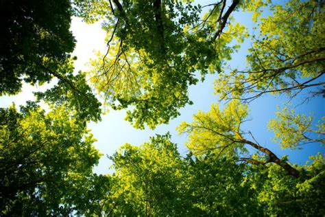 The Best Tree Species For Reducing Air Pollution Citygreen
