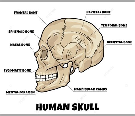 Illustration Of Human Skull Bones Anatomy Diagram Frontal Research Zakowski PNG And Vector