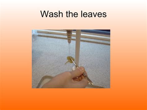 Testing A Leaf For Starch Ppt