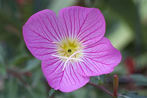 무료 이미지 꽃잎 식물학 플로라 야생화 매크로 사진 꽃 피는 식물 분홍색 달맞이꽃 연간 공장 식물 줄기 육상 식물 큰 꽃이 만발한 저녁 앵초 분홍빛