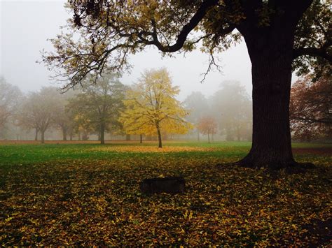 무료 이미지 나무 자연 숲 잔디 분기 안개 햇빛 아침 잎 꽃 가을 시즌 낙엽 삼림지 서식지 농촌 지역 대기 현상 우디 식물