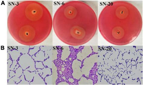 A Buffalo Rumen Derived Probiotic Sn 6 Could Effectively Increase Simmental Growth Performance