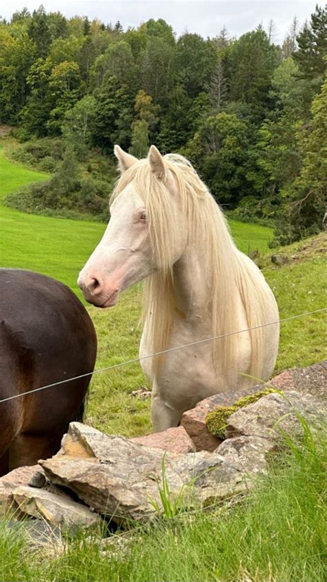 Две лошади на зеленом поле