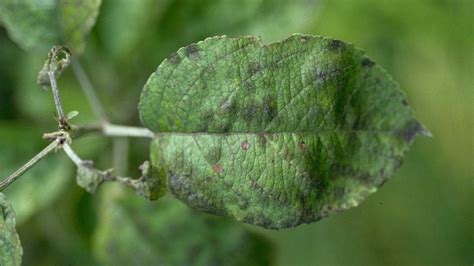 Apple Scab Disease University Of Maryland Extension
