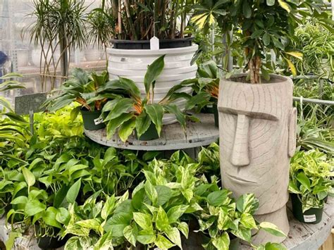 House Plants For Sale In Baton Rouge Louisiana Nursery