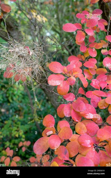 Leaves Of The Smoke Tree Turn Red In Autumn Stock Photo Alamy