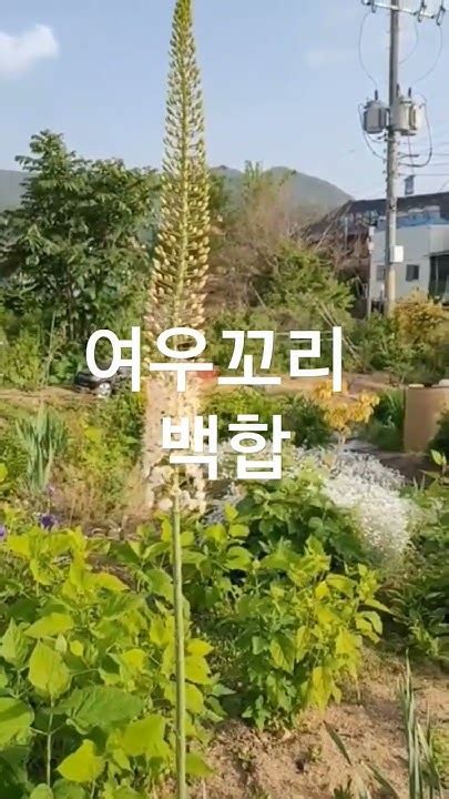 텃밭을 꽃밭으로 여우꼬리백합 Youtube