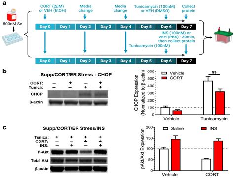 Selenium Protects Mouse Hypothalamic Cells From Glucocorticoid Induced Endoplasmic Reticulum