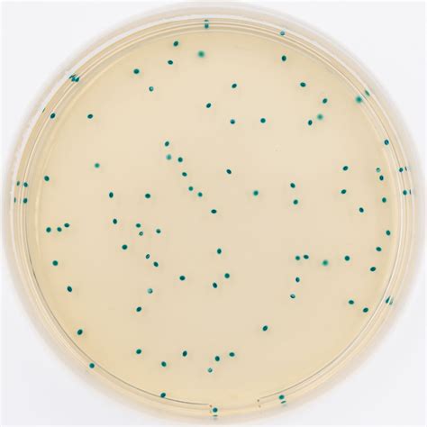 Reference Material For Compass Enterococcus Agar • Biosistostandard