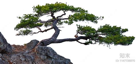 Png免抠造型松精品黑松下载【id1147726970】undefined