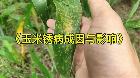 浅谈玉米锈病成因与影响，这个病害让农民头疼坏了！ 知乎