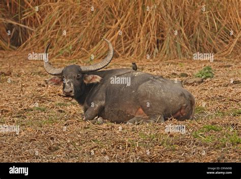 Wild Water Buffalo Bubalus Arnee Fulvus Adult Chewing Cud Resting