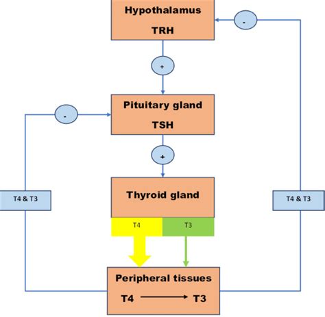 Relationship Between Subclinical Hypothyroidism And The Risk Of